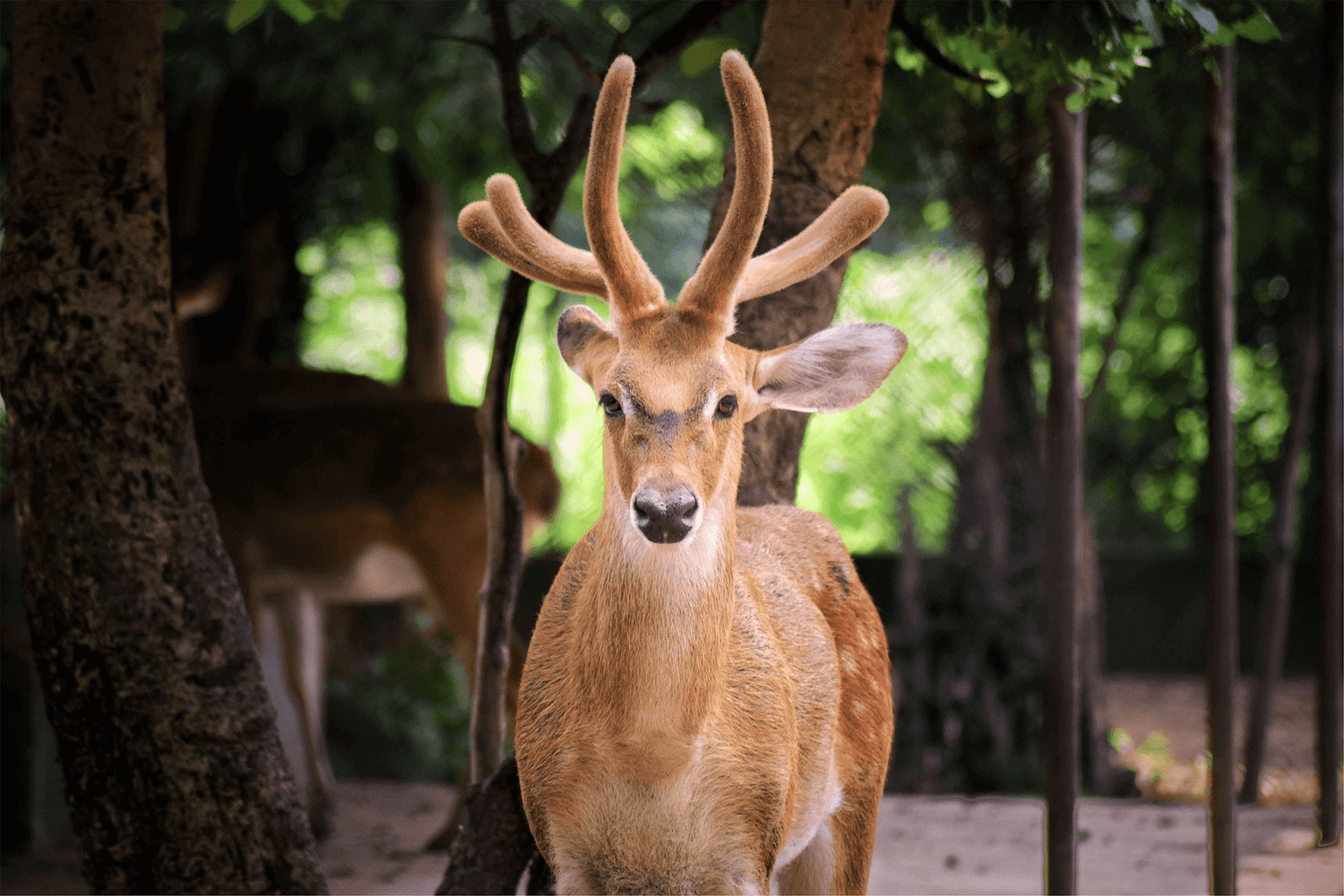 What Is Deer Antler Velvet? A Complete Guide – Natural Jackson